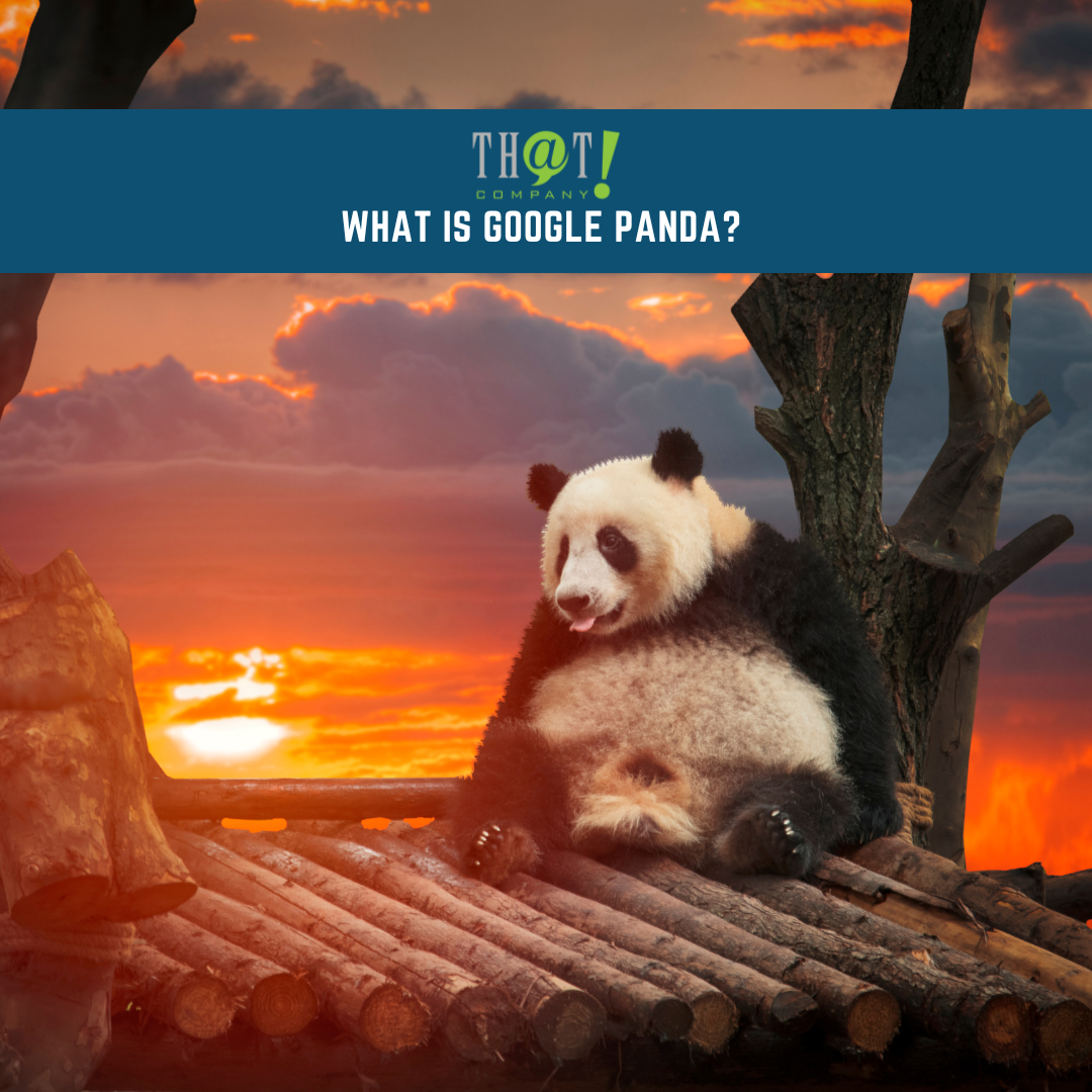 Google Panda | What is it? Is it still relevant in 2022?